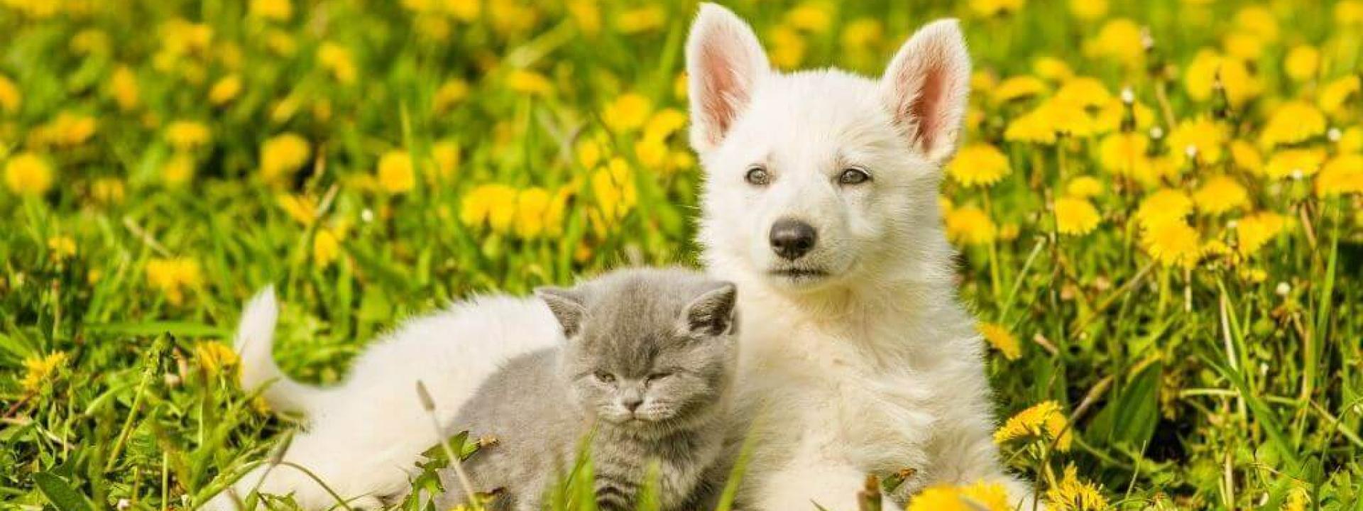 Pet Poison Prevention Week: Spring Flowers, Cleaning, and Other Toxic ...